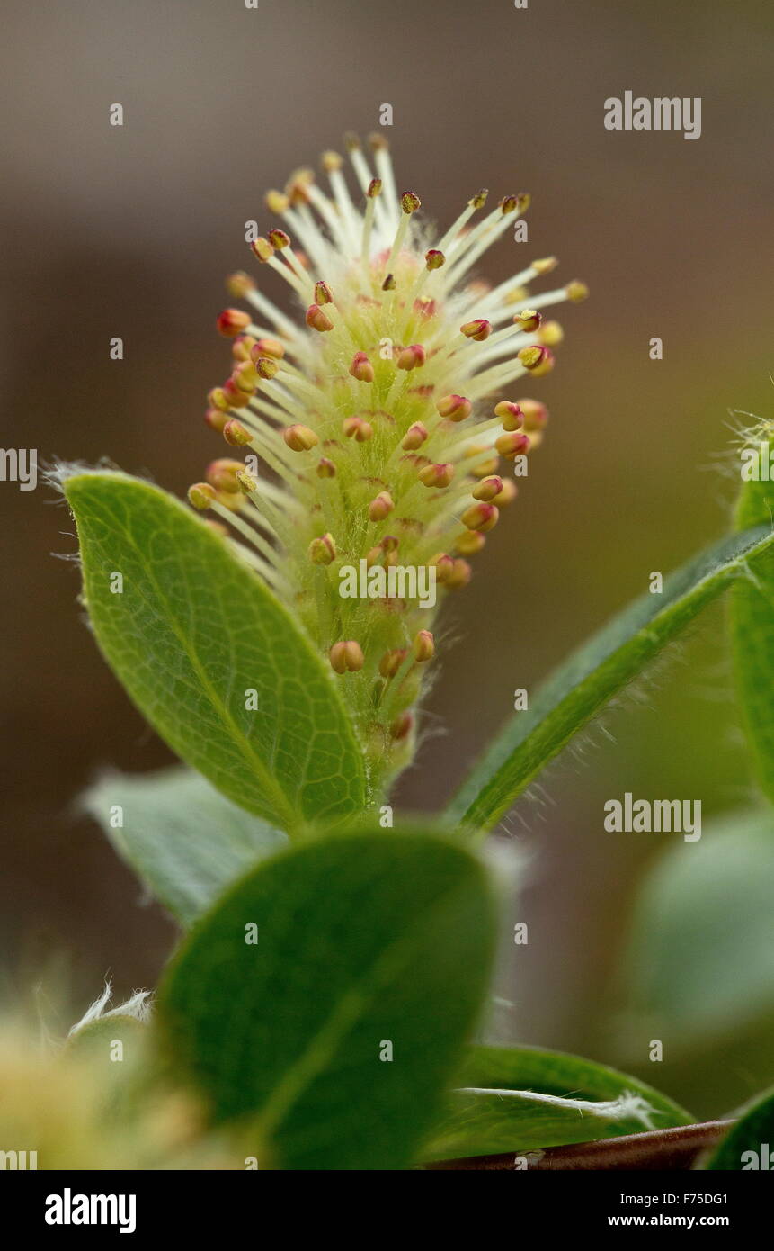 gray willow, Salix glauca with catkins. Arctic tundra, Newfoundland ...