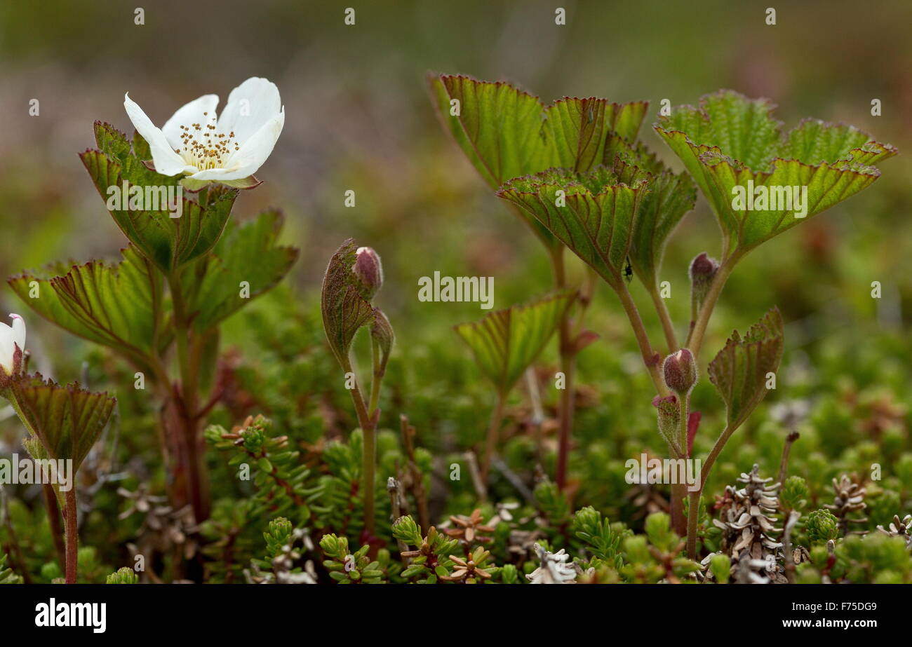 Chamaemorus hi-res stock photography and images - Alamy