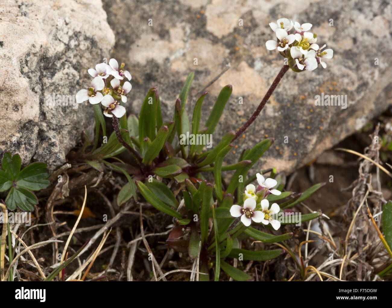 Braya flower hi-res stock photography and images - Alamy
