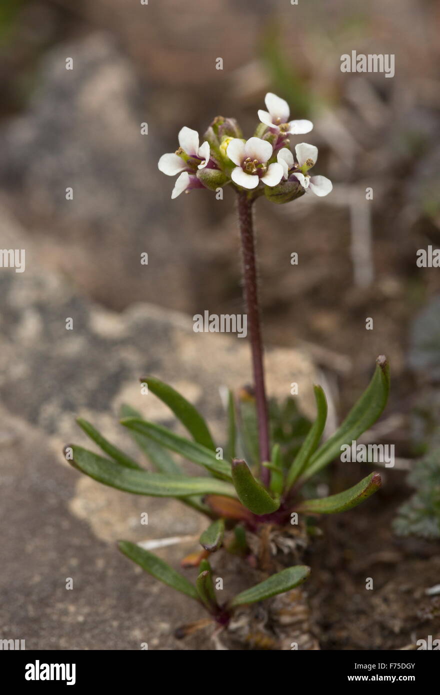 Longs braya hi-res stock photography and images - Alamy