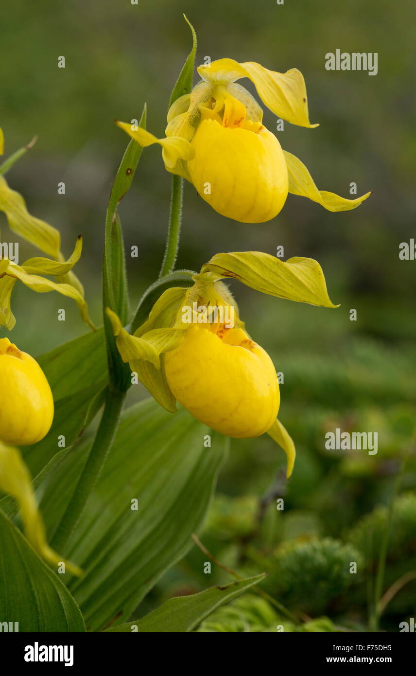 Yellow Lady's slipper, Cypripedium parviflorum var pubescens in flower ...