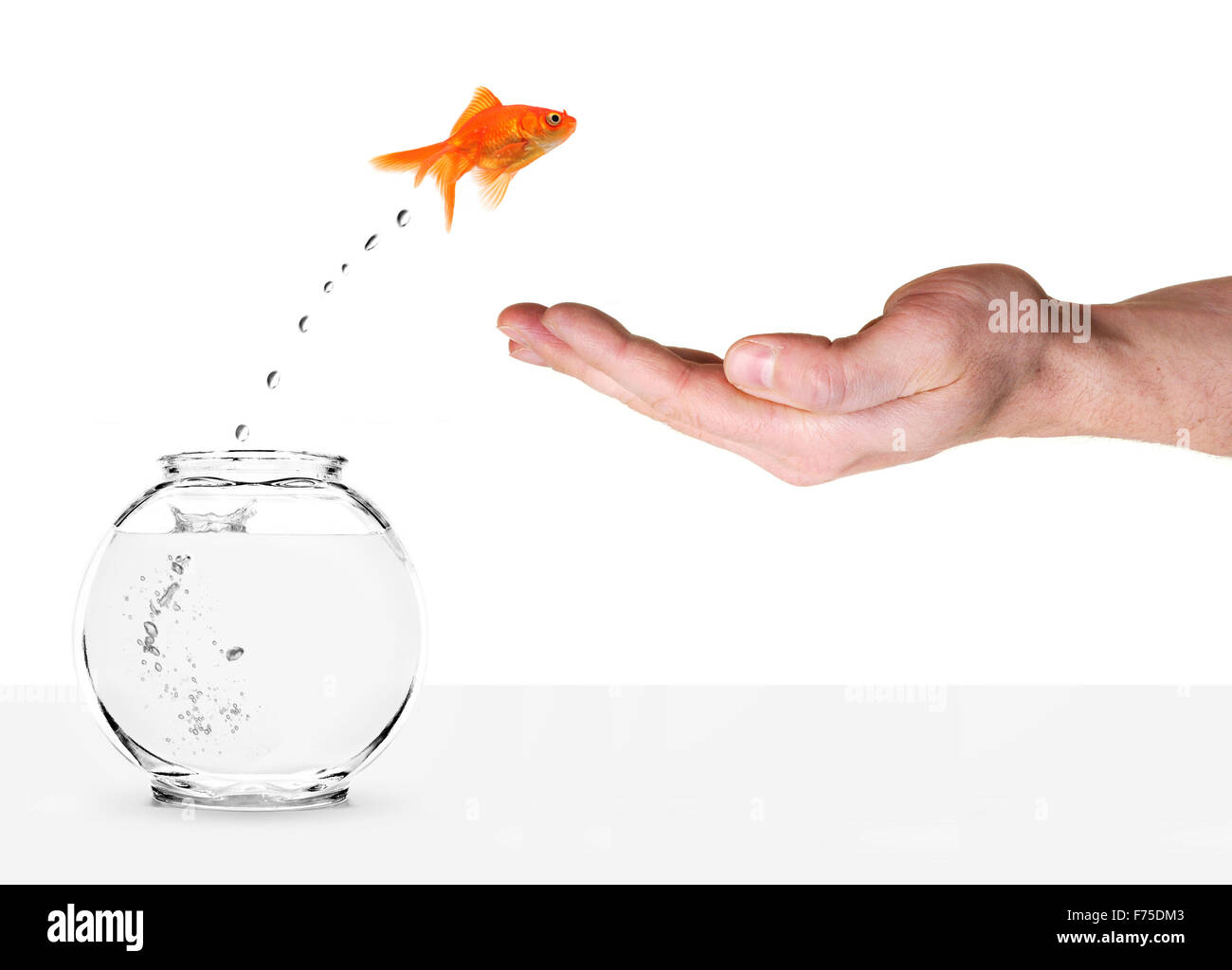 goldfish jumping out of fishbowl and into human palm Stock Photo - Alamy