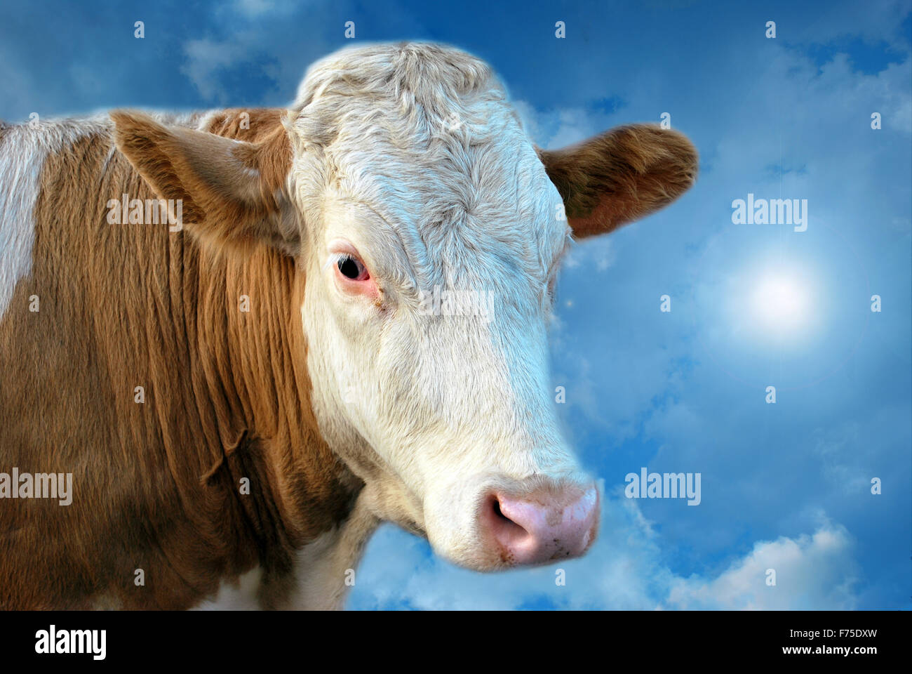 Pensive cow hi-res stock photography and images - Alamy