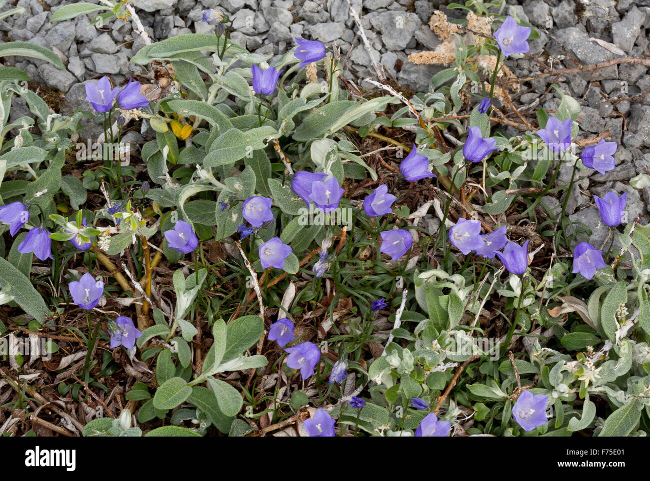 Harebell, Campanula rotundifolia, in flower on limestone barren ...