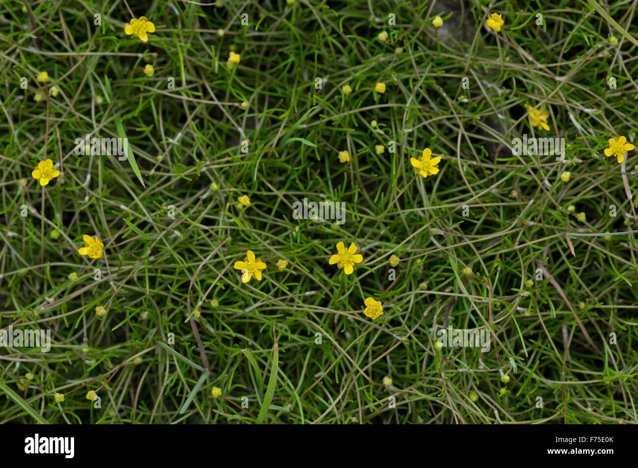 Creeping Spearwort, Ranunculus reptans in damp hollow. Very rare in UK ...