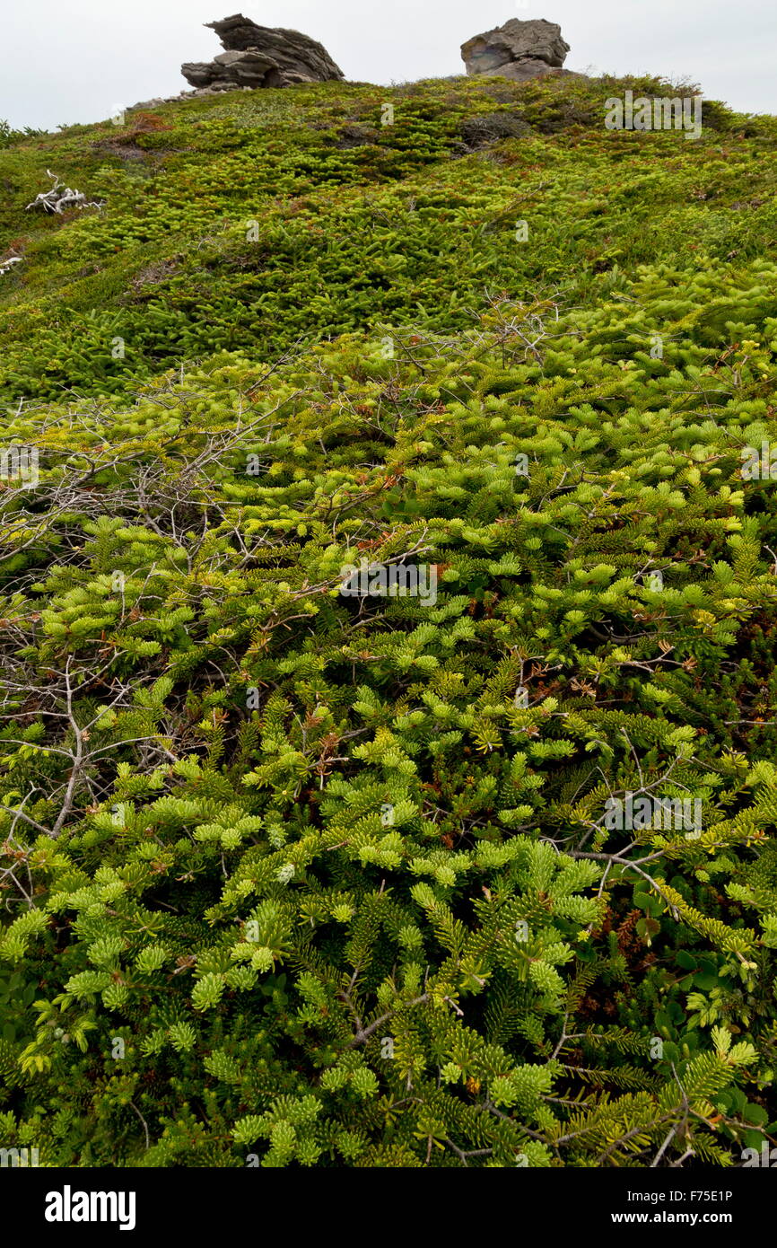 Dwarfed woody coniferous vegetation, known as Tuckamore or Krumholz, on ...