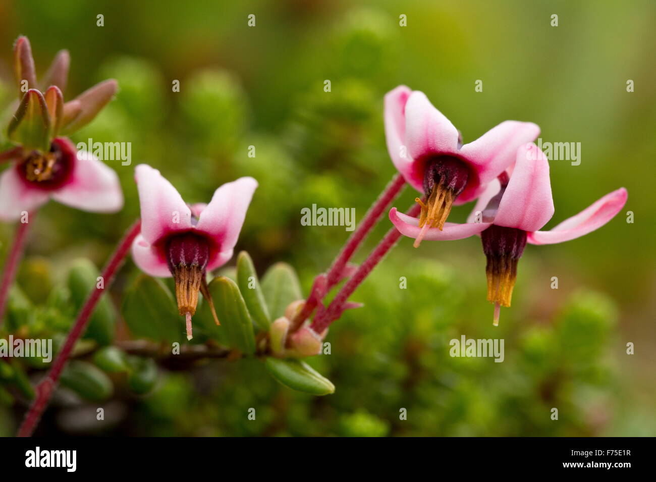 Wild Cranberry, in flower on bog surface Stock Photo - Alamy