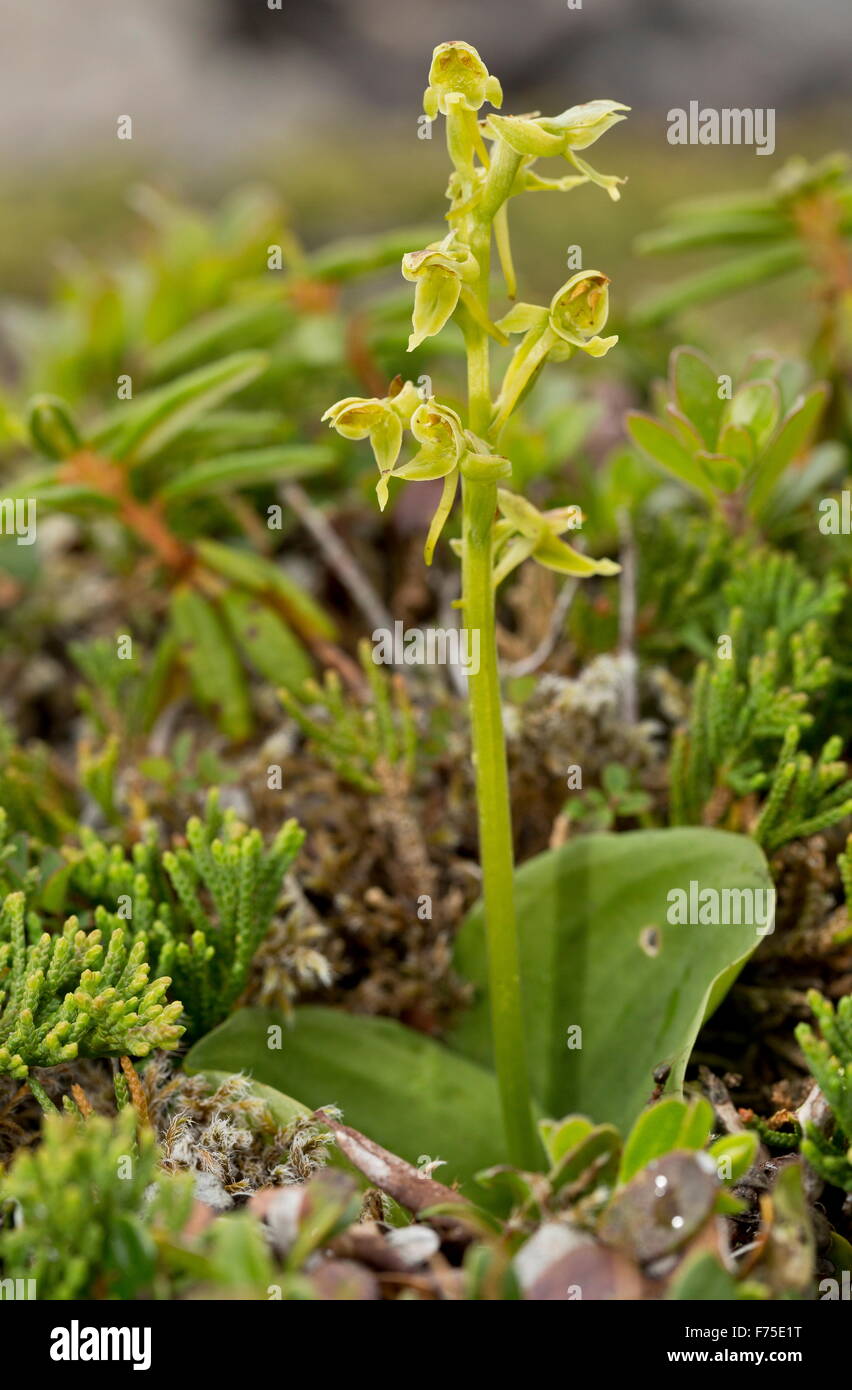 Hooker's Orchid, Platanthera hookeri in flower on limestone barrens ...