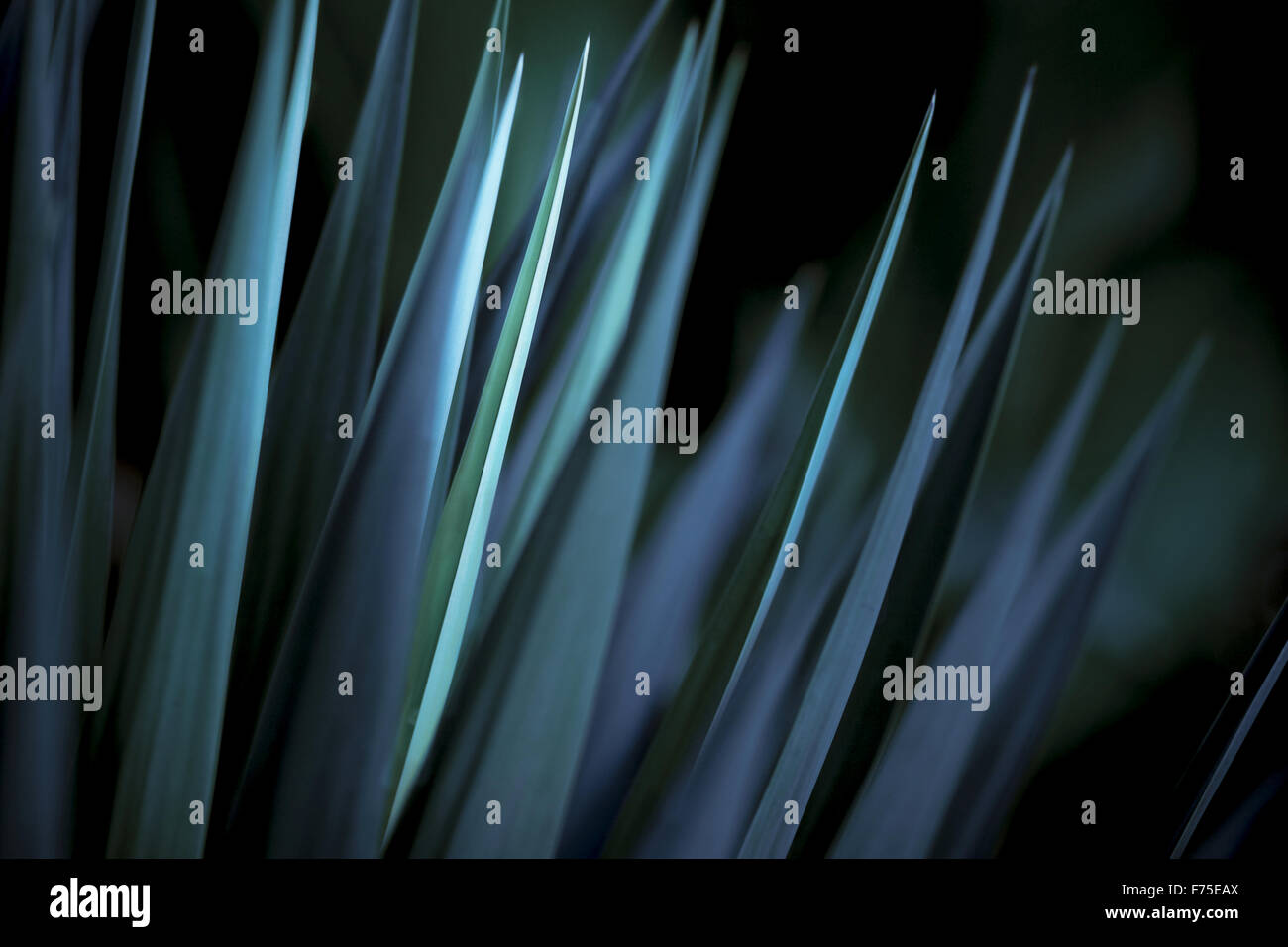 Spiky Yucca Plant with Blue Lighting Stock Photo - Alamy