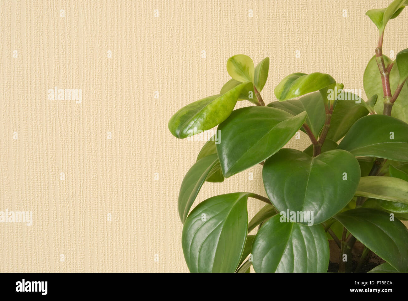 Plant form relief hi-res stock photography and images - Alamy
