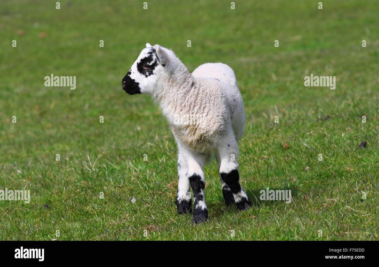 New Born Lambs Stock Photo - Alamy