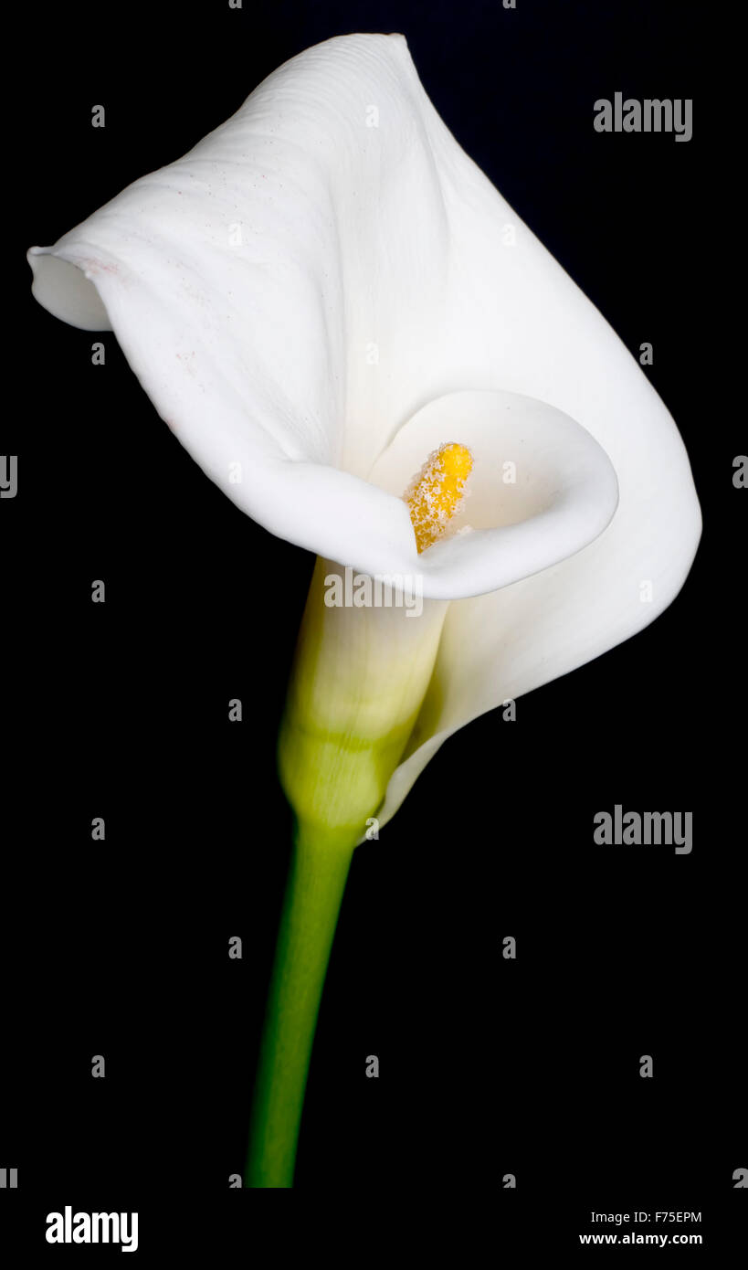 Symbols of purity hi-res stock photography and images - Alamy