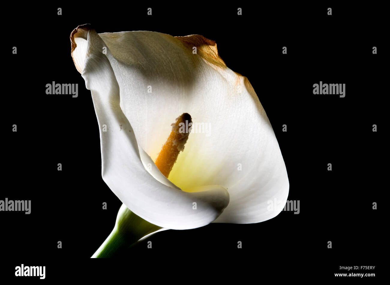 Old lily flower Stock Photo - Alamy