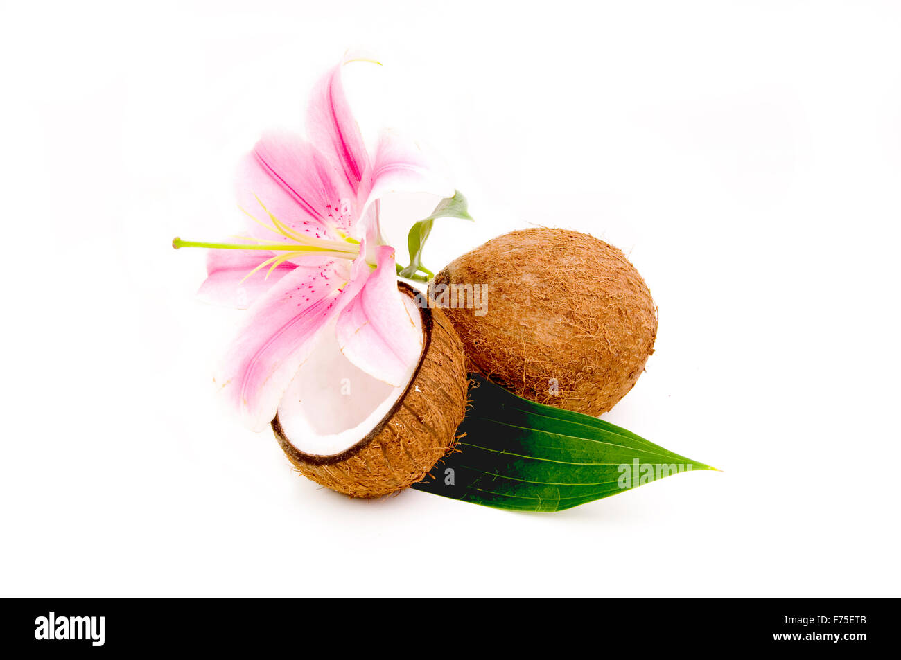 Touch flower Cut Out Stock Images & Pictures - Alamy