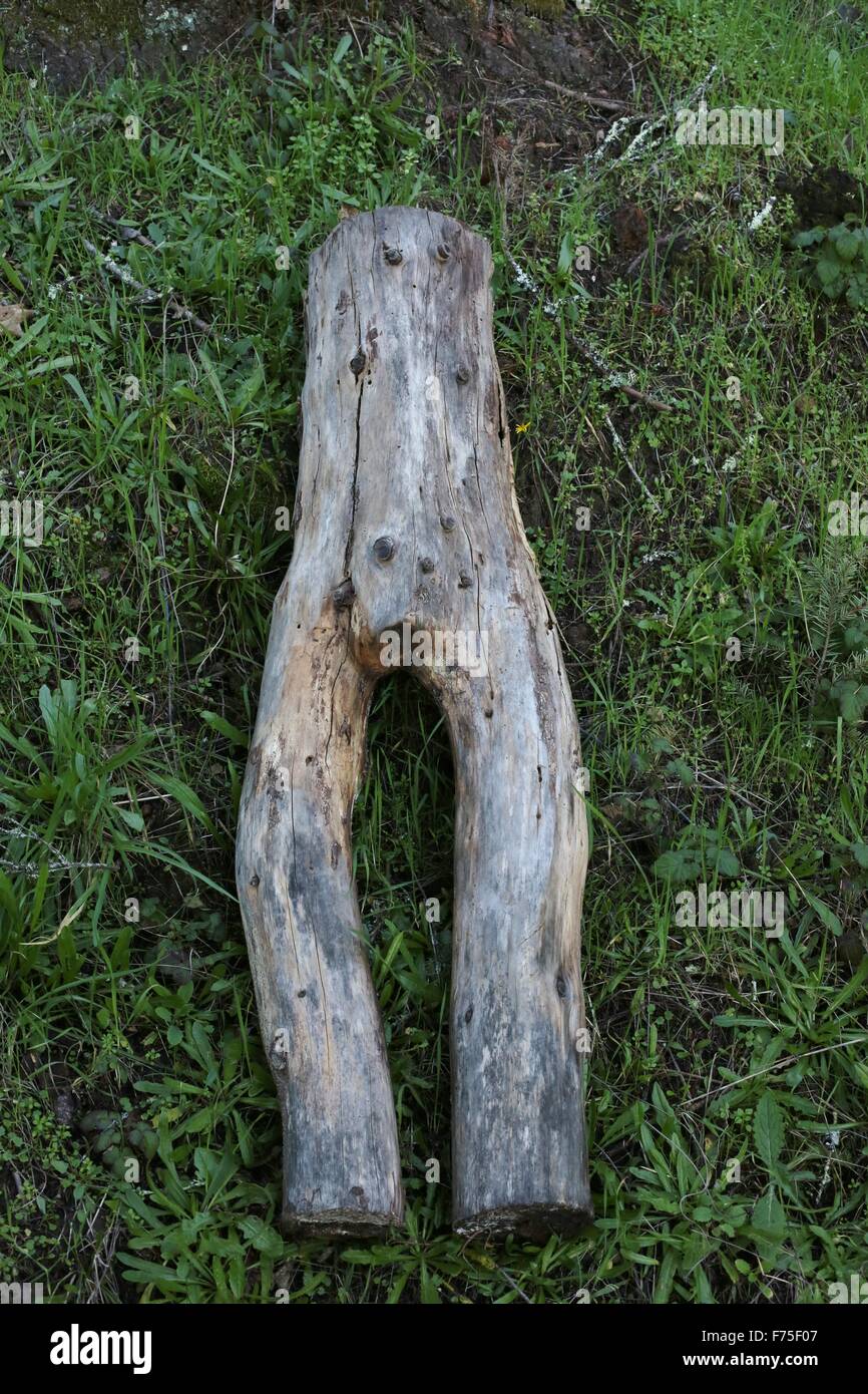 A funny, person-shaped tree branch Stock Photo - Alamy
