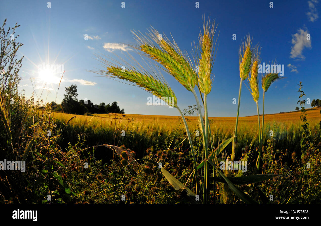 Wheat weed hi-res stock photography and images - Alamy