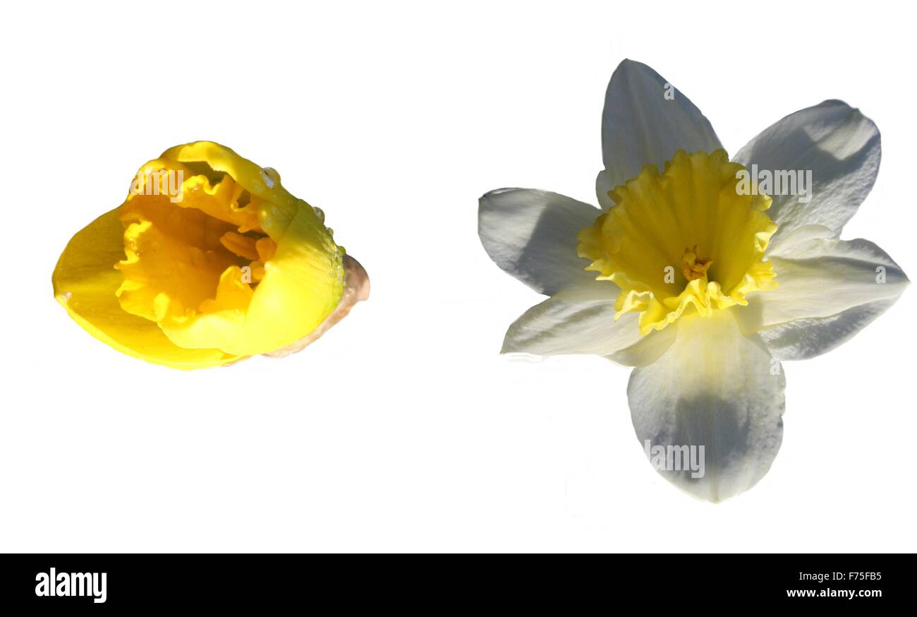 Daffodil flower heads hi-res stock photography and images - Alamy