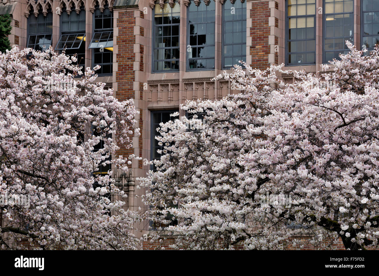WA12139-00...WASHINGTON - Cherry trees in bloom on The Quad area of the ...