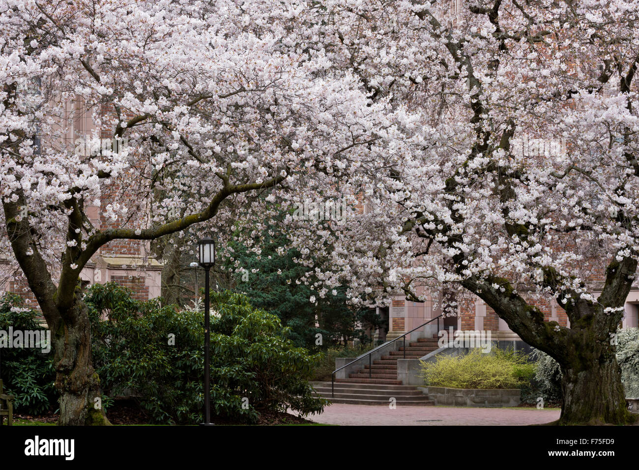 WA12141-00...WASHINGTON - Cherry trees in bloom on The Quad area of the ...