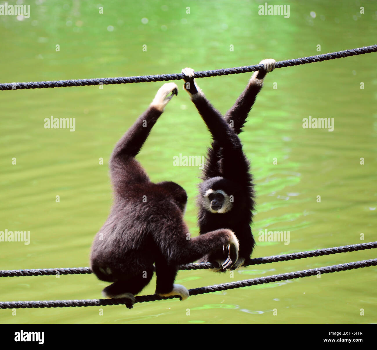 Gibbon evolution hi-res stock photography and images - Alamy