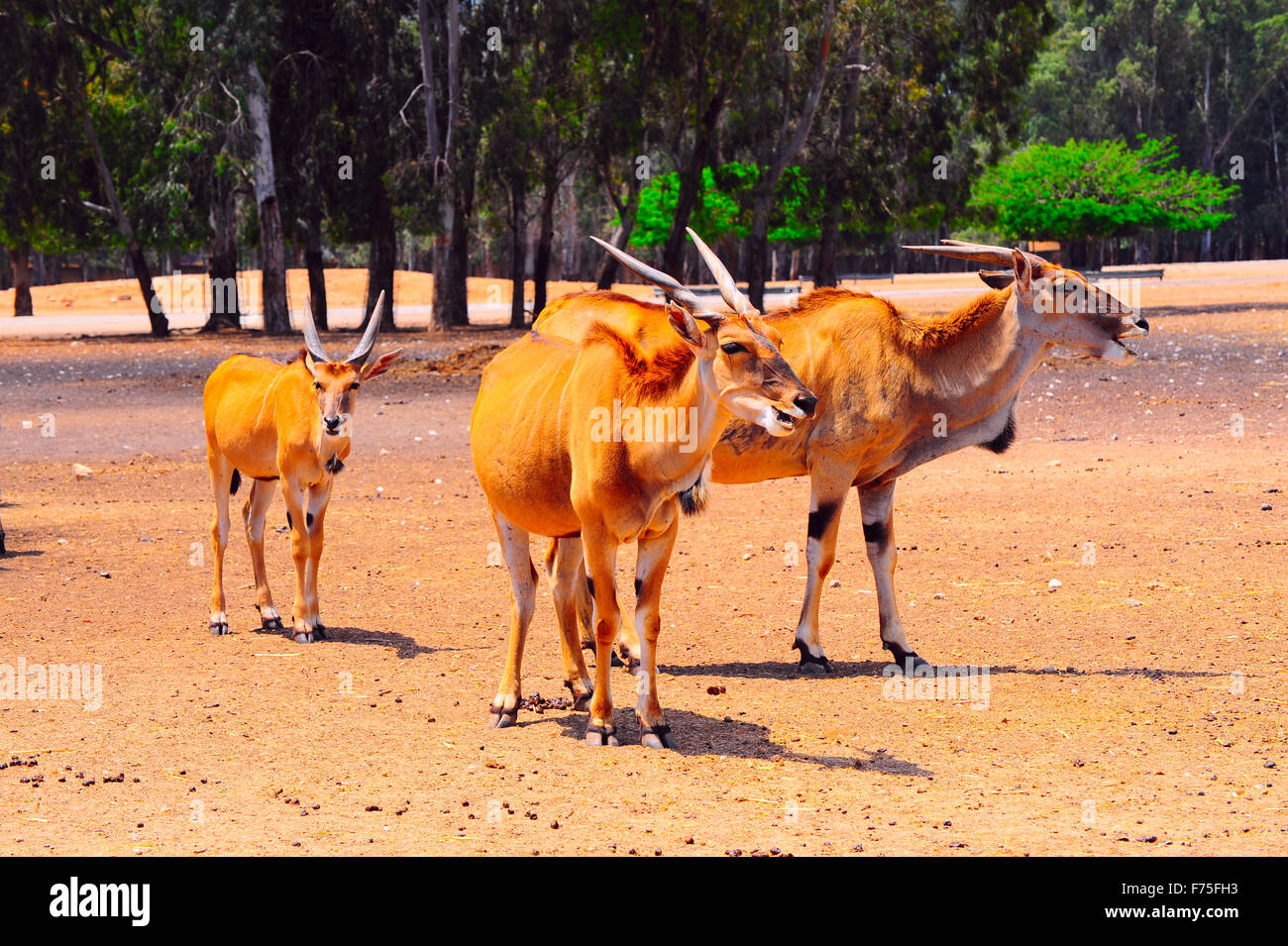 Eland goat hi-res stock photography and images - Alamy