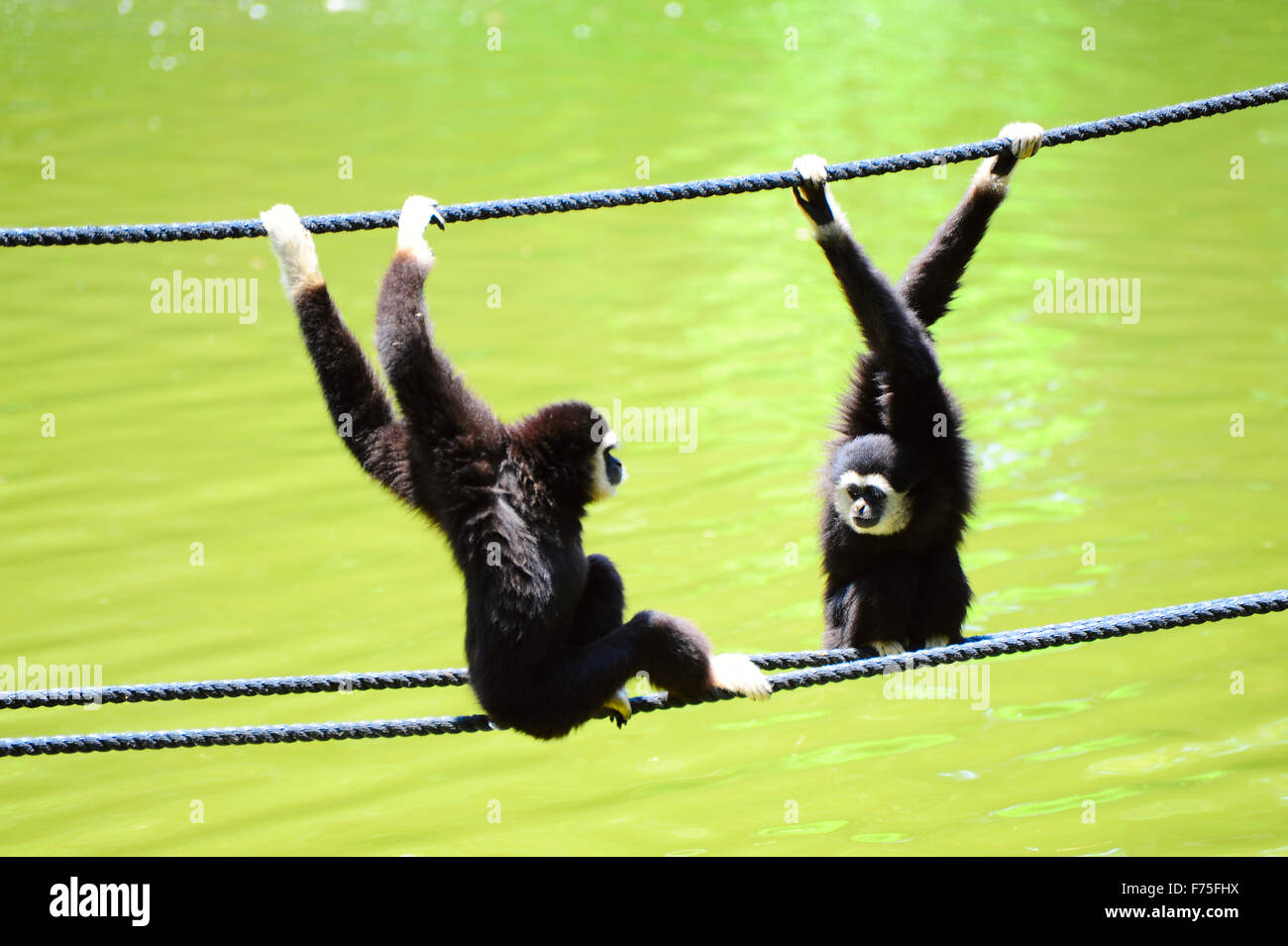 Gibbon evolution hi-res stock photography and images - Alamy