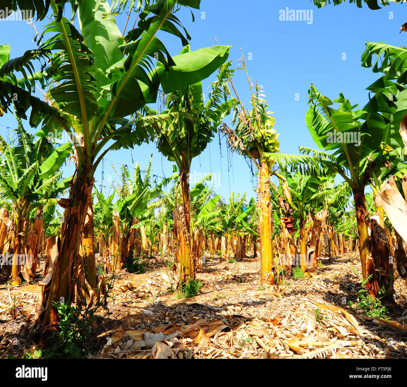 Banana production hi-res stock photography and images - Alamy