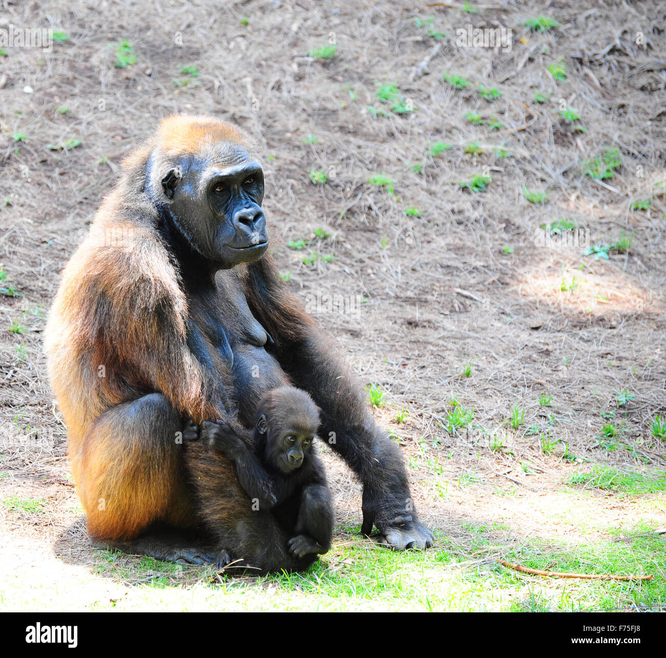 Gorilla rope High Resolution Stock Photography and Images - Alamy