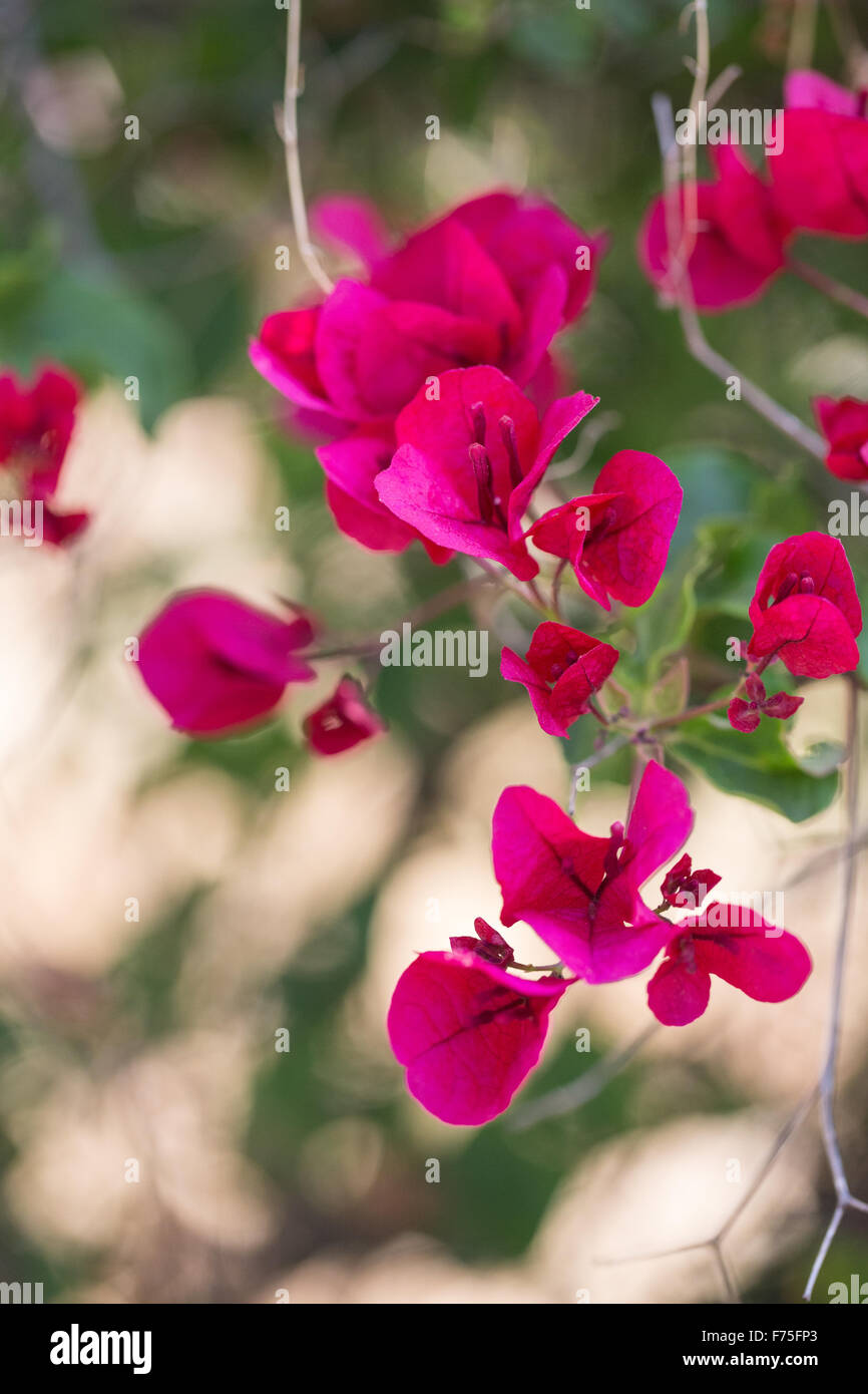 Beautiful hanging flowers Stock Photo - Alamy