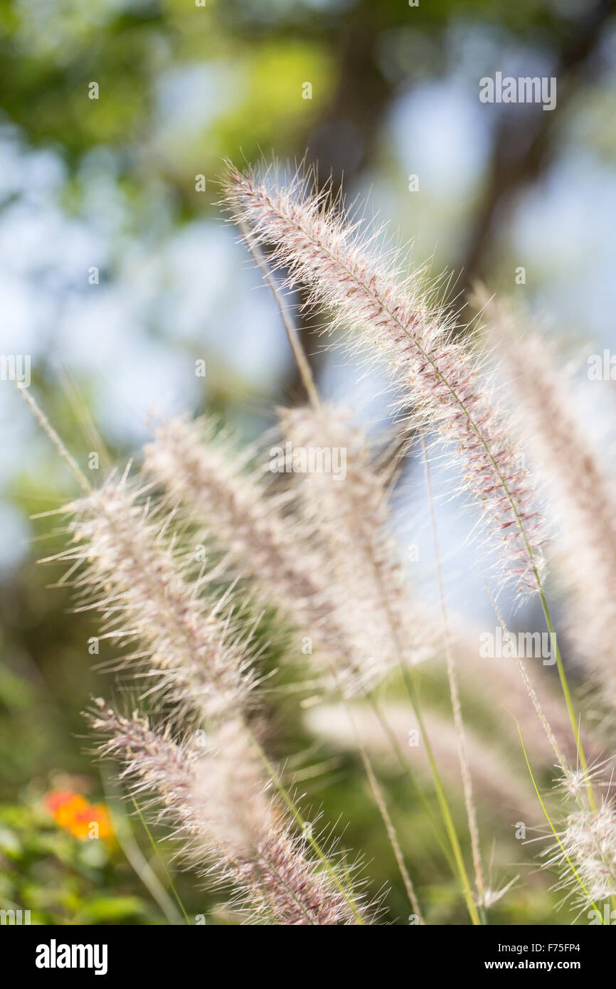 High grass weeds hi-res stock photography and images - Alamy