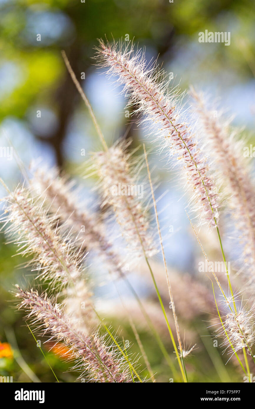 Tall grass stands high in the sunshine Stock Photo - Alamy