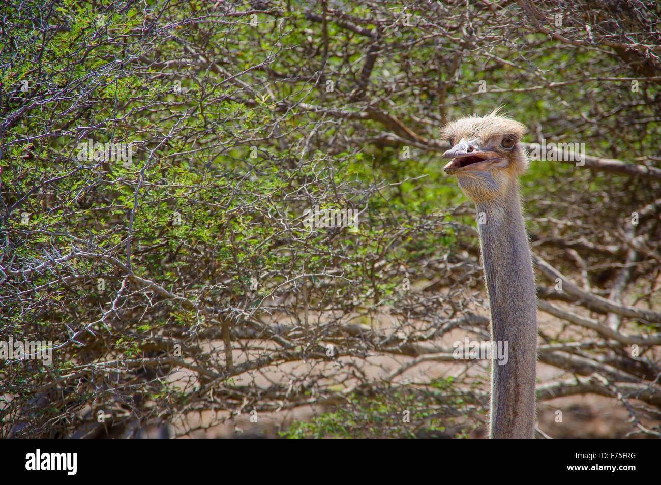 Curious african ostrich walking at the ostrich farm. Ostrich Farm Stock ...