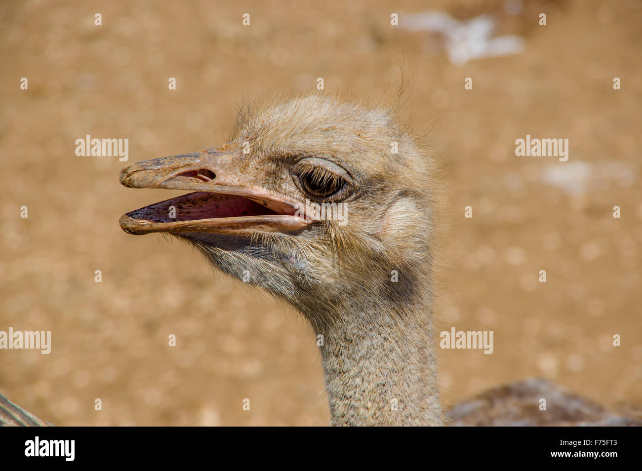 Curious african ostrich walking at the ostrich farm. Ostrich Farm Stock ...