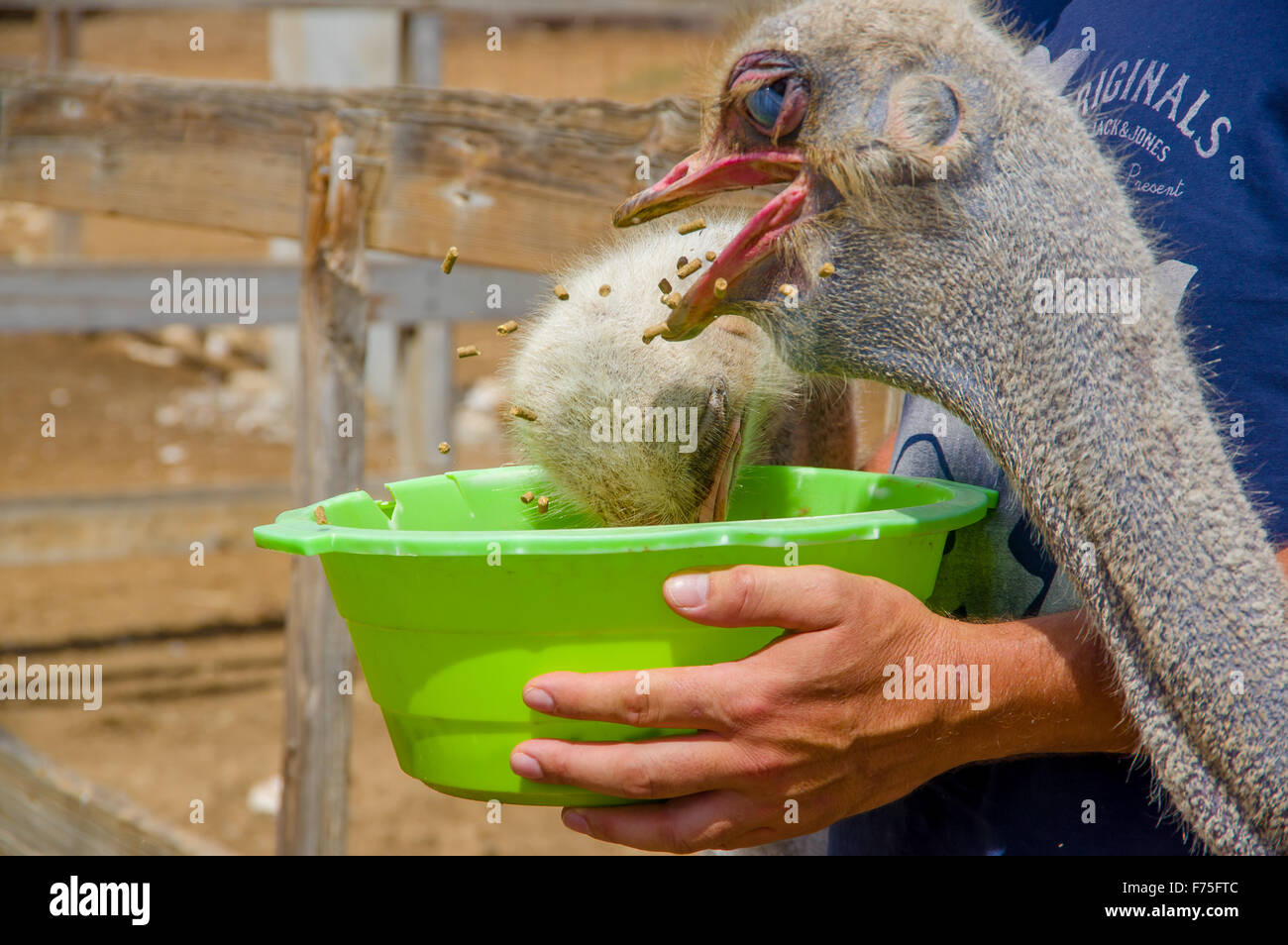 Curious african ostrich walking at the ostrich farm. Ostrich Farm Stock ...