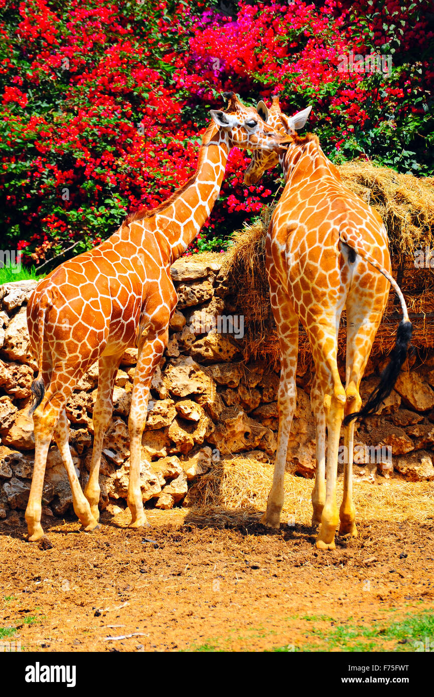 Girafa hi-res stock photography and images - Alamy