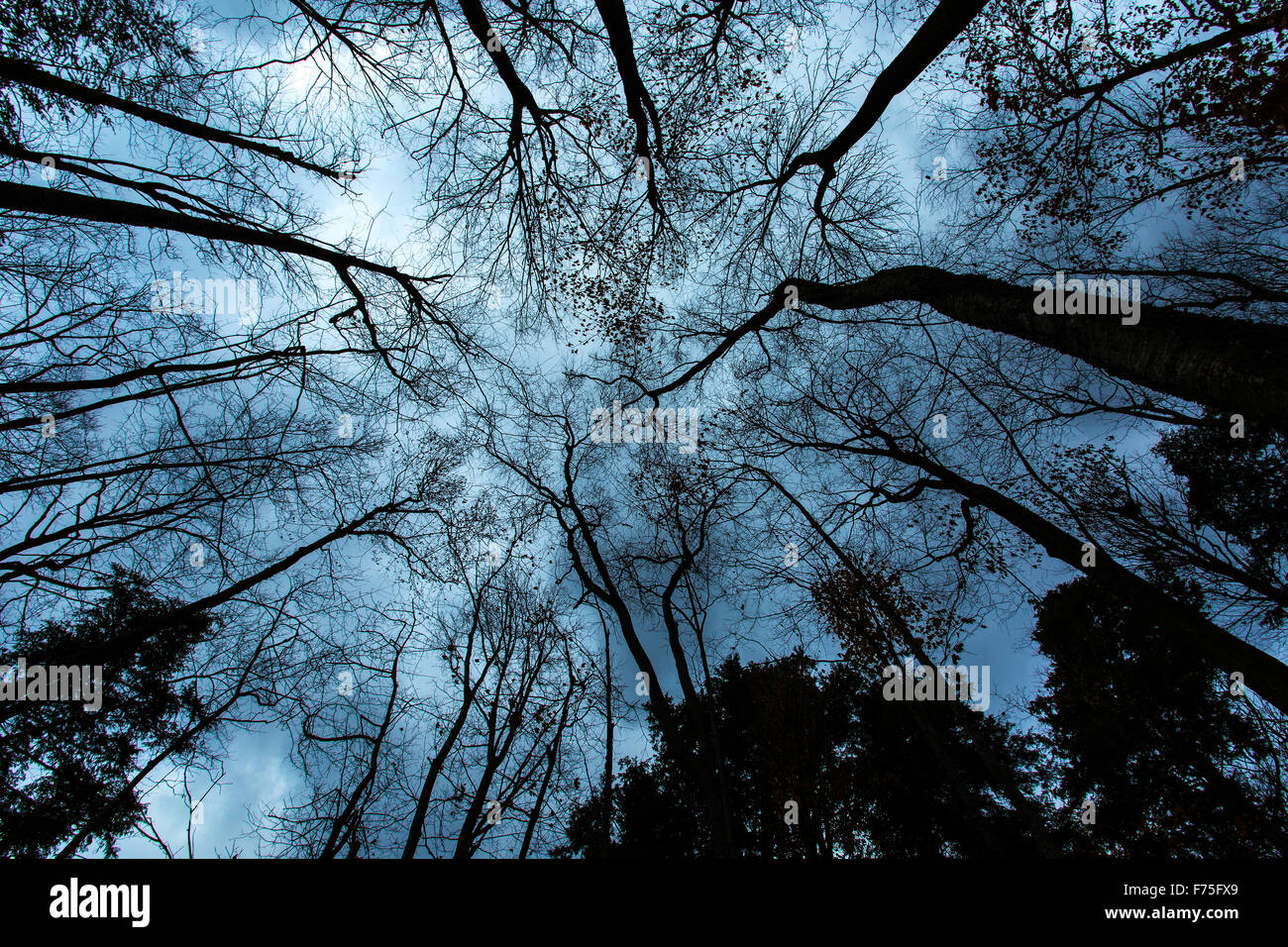 Wide angled Tree Tops Stock Photo - Alamy