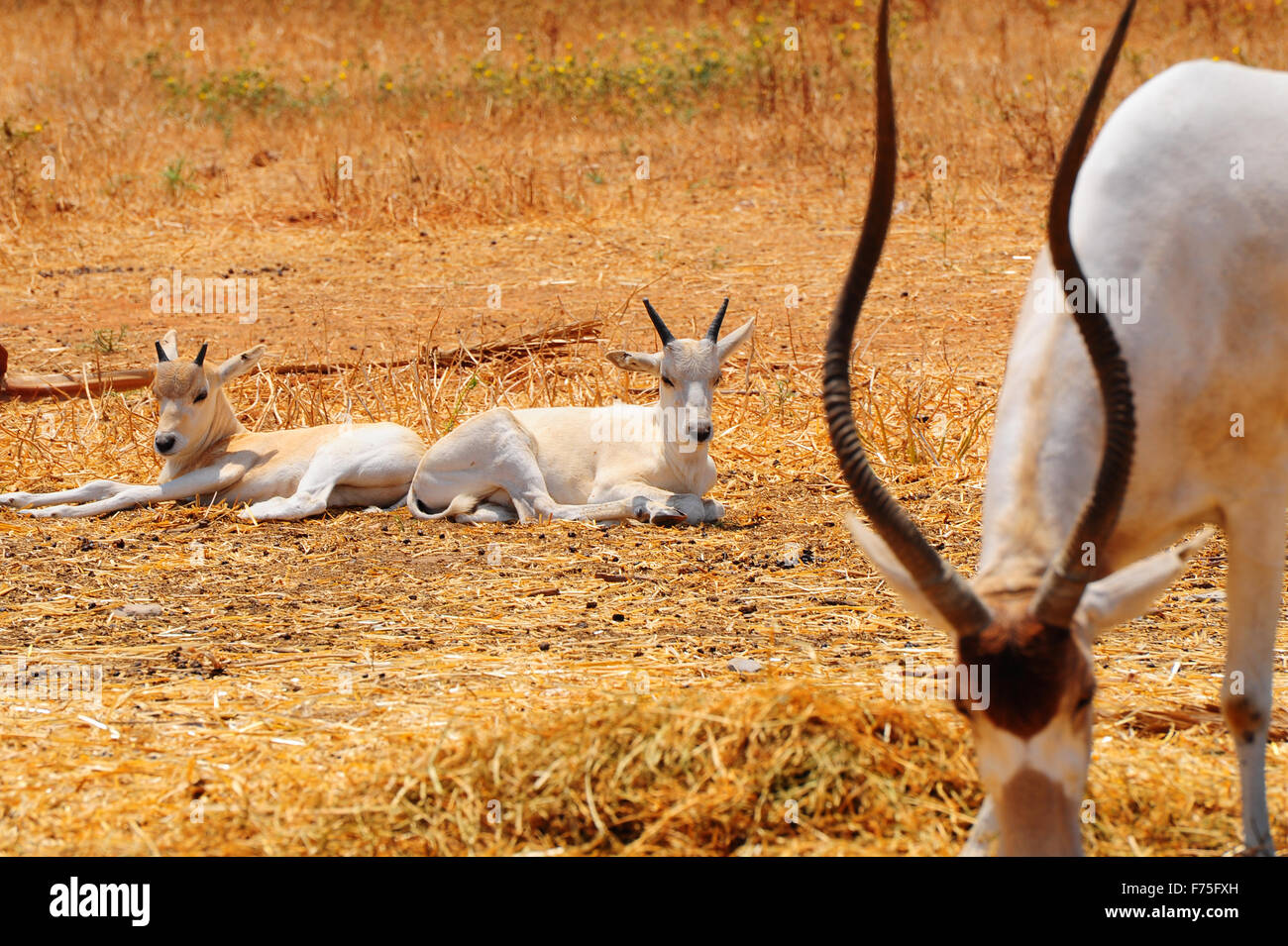 The addax hi-res stock photography and images - Alamy