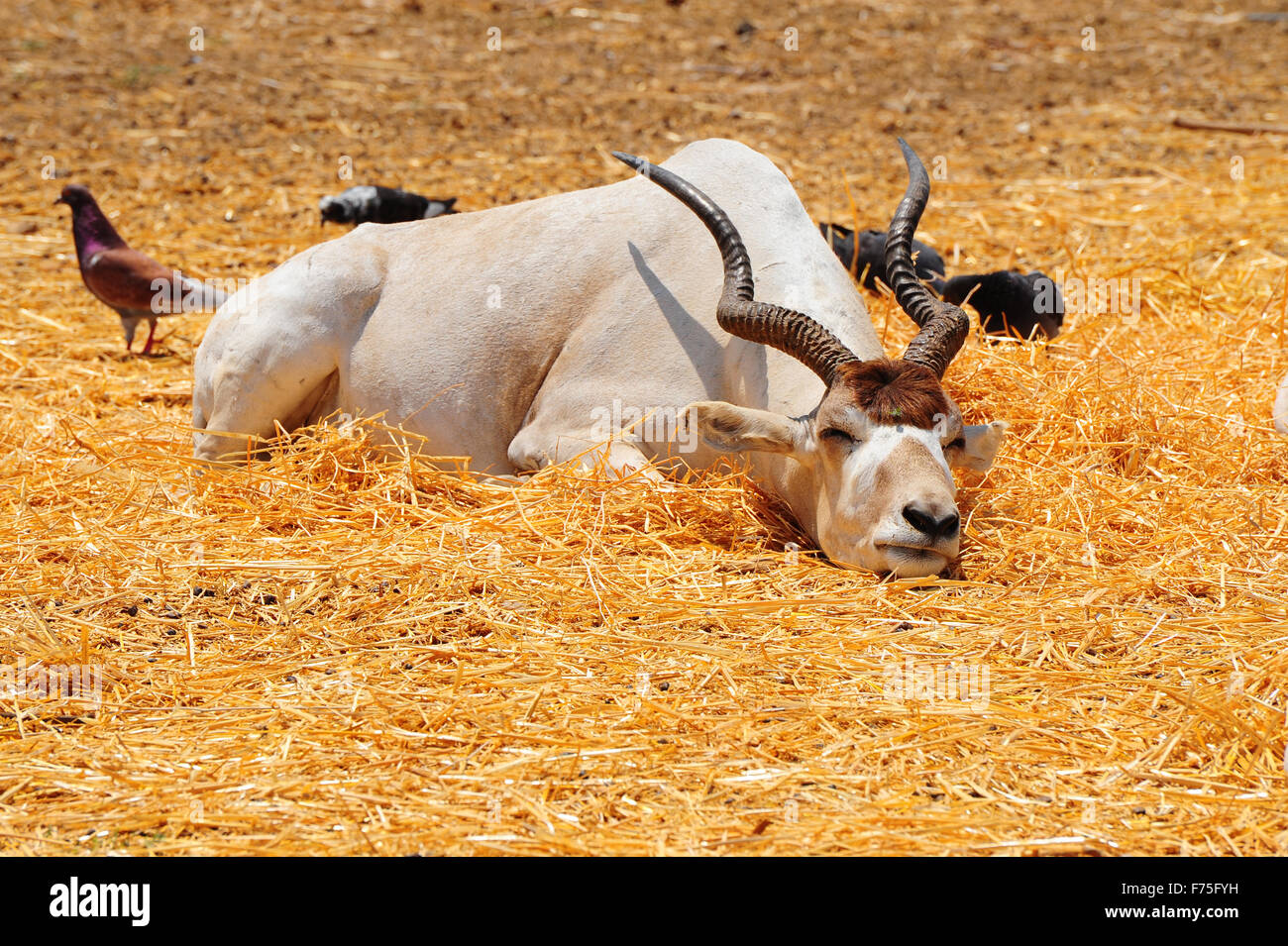 Antelope addax hi-res stock photography and images - Alamy