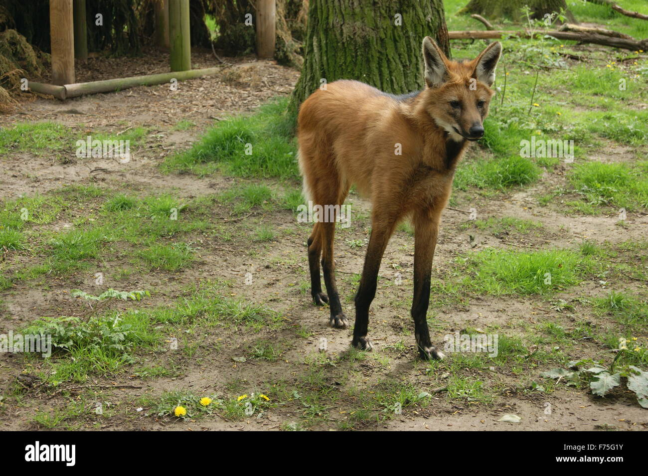 Fox legs hi-res stock photography and images - Alamy