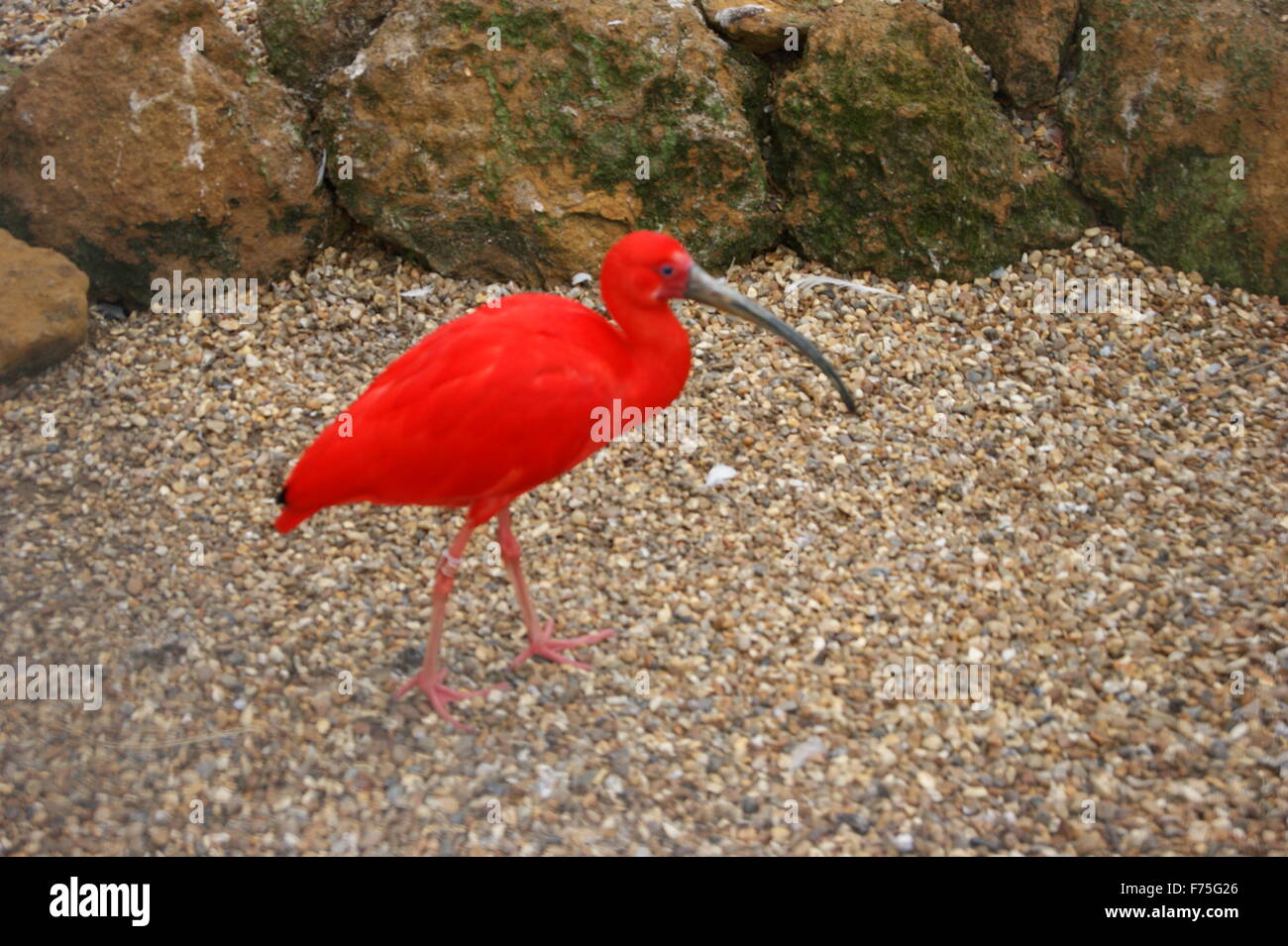 bright red bird Stock Photo - Alamy