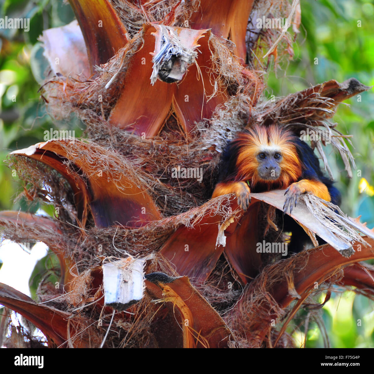 Tamarin Stock Photo - Alamy