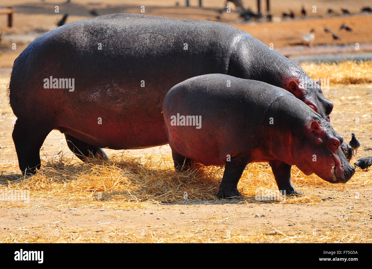African bull bull bird hi-res stock photography and images - Alamy