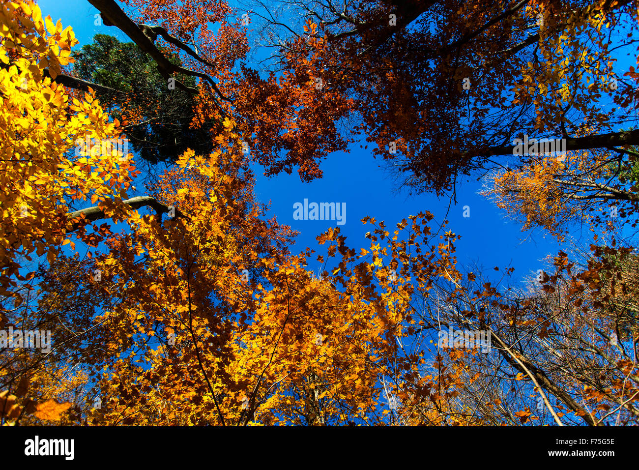 Wide angled Tree Tops Stock Photo - Alamy