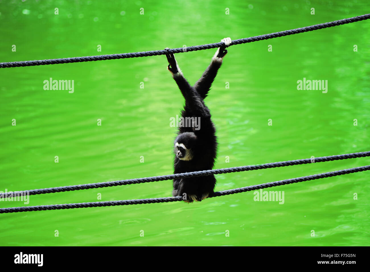 Gibbon evolution hi-res stock photography and images - Alamy