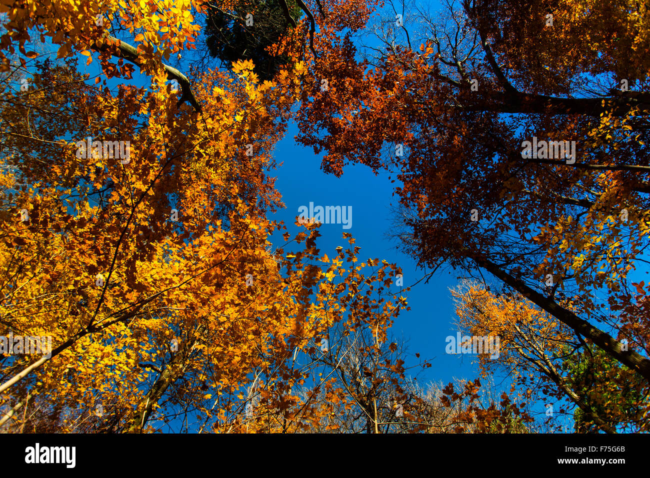Wide angled Tree Tops Stock Photo - Alamy