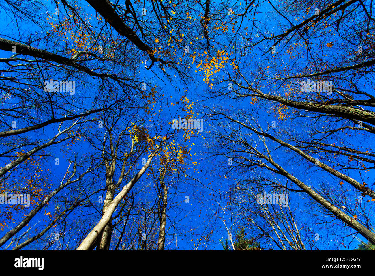 Wide angled Tree Tops Stock Photo - Alamy