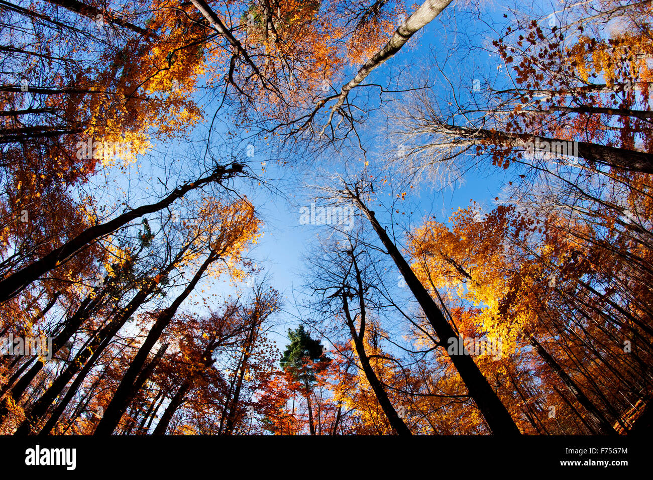 Wide angled Tree Tops Stock Photo - Alamy