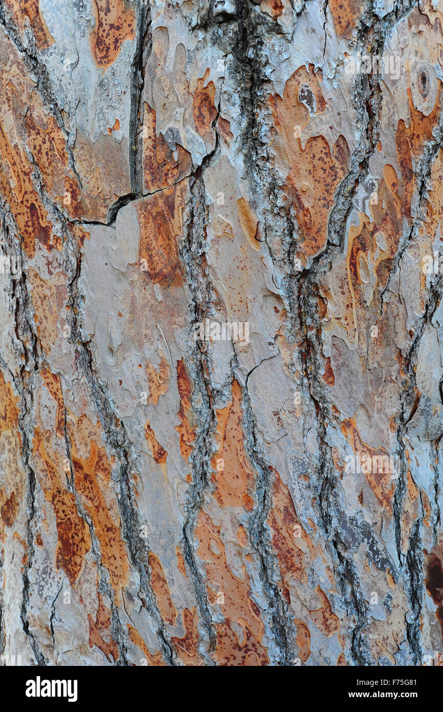 Exotic bark hi-res stock photography and images - Alamy