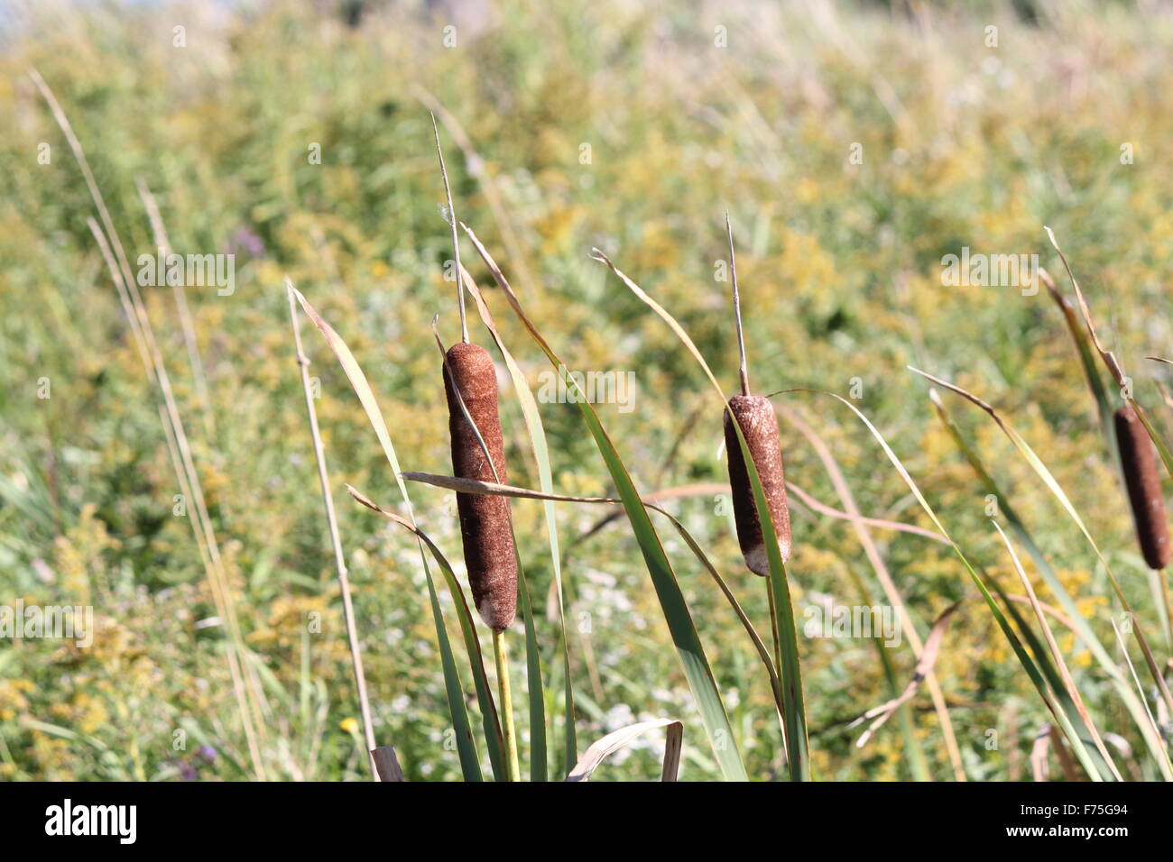 Catttail (Typha) are a tall, stiff plant. It has two parts; a brown ...