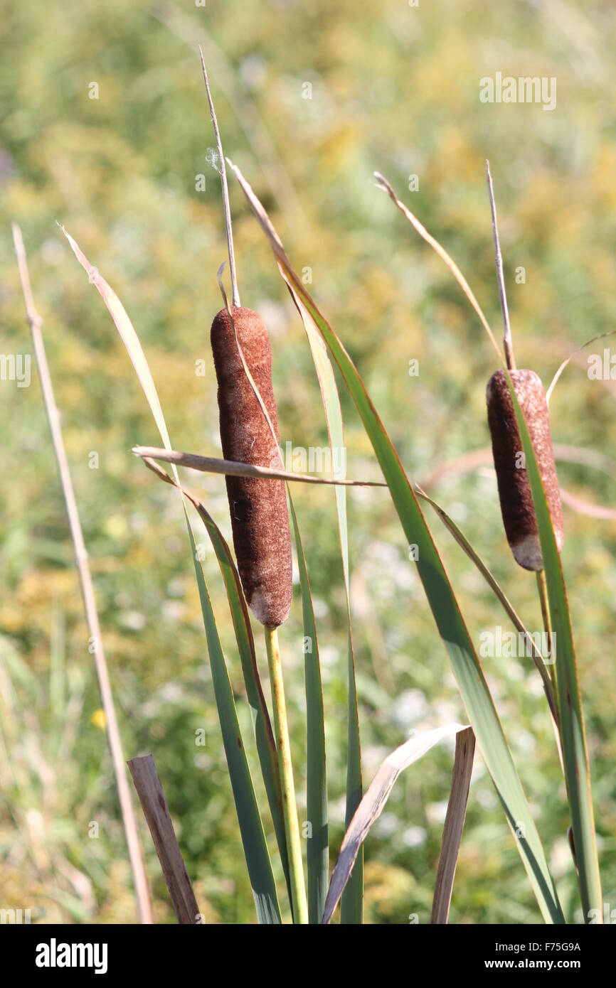 Catttail (Typha) are tall, stiff plant, can grow to almost ten feet ...